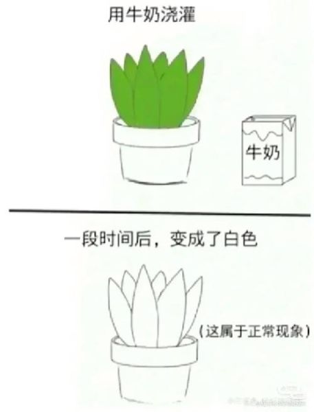 芦荟简笔画怎么画_芦荟图片简笔画步骤-第2张图片-山城妙识