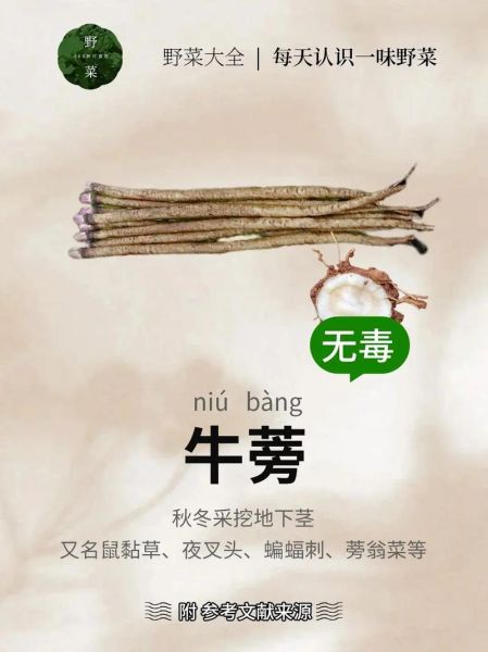 牛蒡根的功效与作用是什么_牛蒡根怎么吃效果最好-第2张图片-山城妙识 牛蒡根的功效与作用是什么_牛蒡根怎么吃效果最好-第2张图片-山城妙识