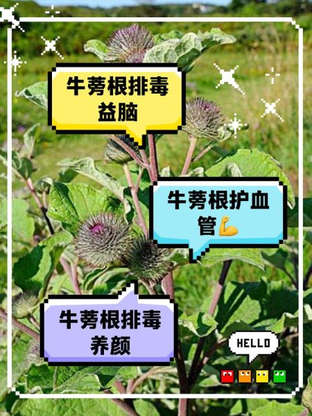 牛蒡根的功效与作用是什么_牛蒡根怎么吃效果最好-第3张图片-山城妙识 牛蒡根的功效与作用是什么_牛蒡根怎么吃效果最好-第3张图片-山城妙识