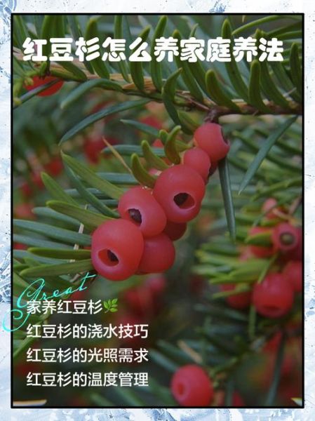 红豆杉怎么养_红豆杉养殖注意事项-第1张图片-山城妙识