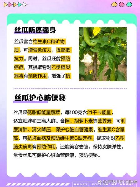 丝瓜能治什么病_丝瓜的药用价值有哪些-第1张图片-山城妙识 丝瓜能治什么病_丝瓜的药用价值有哪些-第1张图片-山城妙识