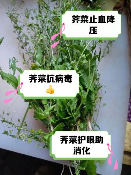 水荠菜能吃吗_水荠菜怎么吃才安全-第2张图片-山城妙识