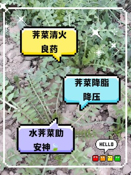 水荠菜能吃吗_水荠菜怎么吃才安全-第1张图片-山城妙识