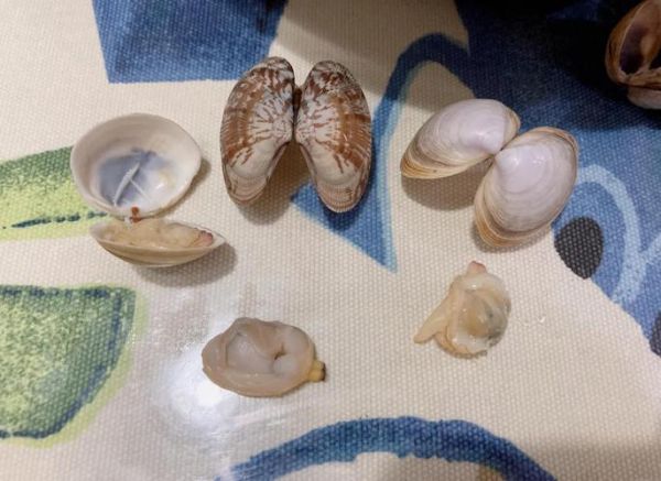 油蛤怎么快速吐沙_油蛤吐沙最快方法-第3张图片-山城妙识