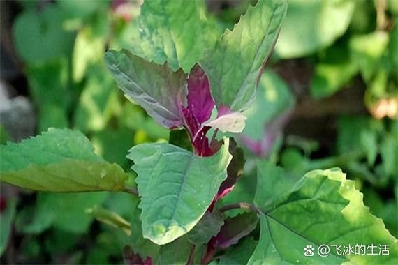 灰灰菜禁忌人群_哪些人不能吃灰灰菜-第3张图片-山城妙识