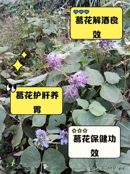 葛根花有什么功效_葛根花解酒效果好吗-第1张图片-山城妙识