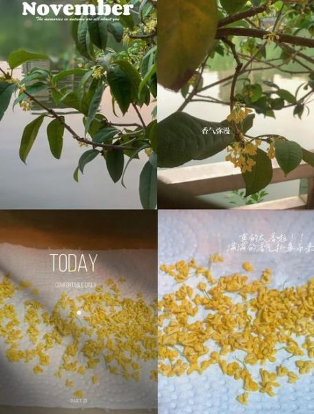 桂花干制作怎么不变黑_桂花干保存不发黑技巧-第3张图片-山城妙识 桂花干制作怎么不变黑_桂花干保存不发黑技巧-第3张图片-山城妙识