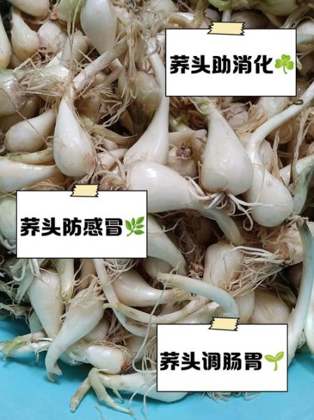 荞头图片大全_荞头怎么种植-第1张图片-山城妙识