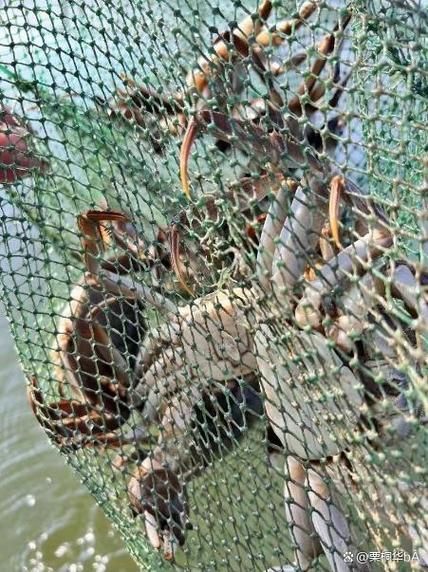 阳澄湖大闸蟹哪里有卖_正宗购买渠道-第1张图片-山城妙识