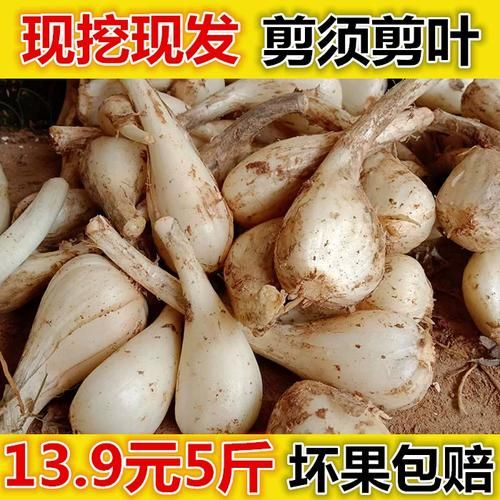 荞头图片大全_荞头怎么种植-第2张图片-山城妙识