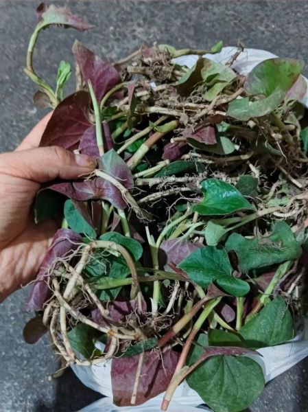 荞头图片大全_荞头怎么种植-第3张图片-山城妙识