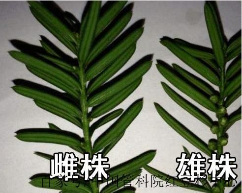 红豆杉图片大全高清_如何分辨雌雄红豆杉-第1张图片-山城妙识