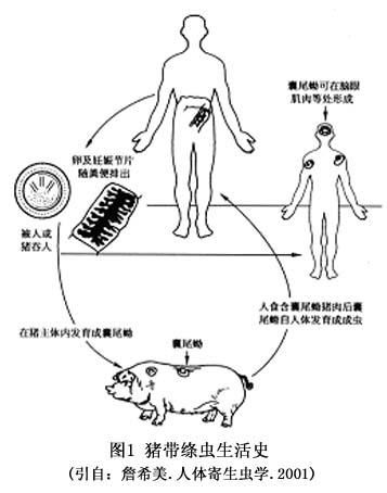 猪肉绦虫病的症状_如何预防-第3张图片-山城妙识