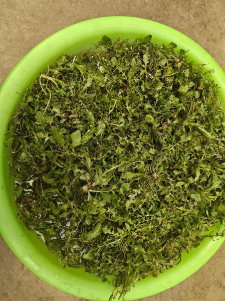 地米菜包饺子怎么做_地米菜饺子馅怎么调才香-第3张图片-山城妙识