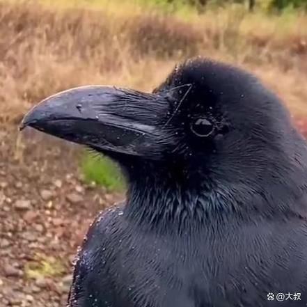 老鸹是什么鸟_老鸹和乌鸦的区别-第3张图片-山城妙识 老鸹是什么鸟_老鸹和乌鸦的区别-第3张图片-山城妙识