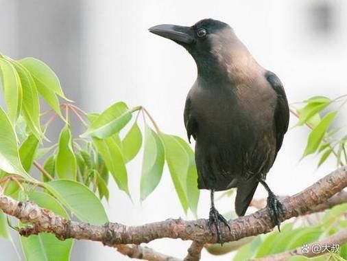 老鸹是什么鸟_老鸹和乌鸦的区别-第2张图片-山城妙识 老鸹是什么鸟_老鸹和乌鸦的区别-第2张图片-山城妙识