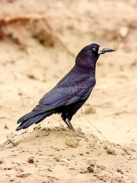 老鸹是什么鸟_老鸹和乌鸦的区别-第1张图片-山城妙识 老鸹是什么鸟_老鸹和乌鸦的区别-第1张图片-山城妙识