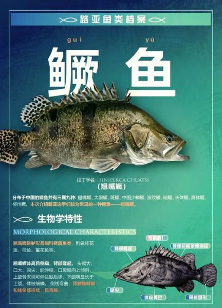 鳜怎么读_鳜鱼读gui还是jue-第3张图片-山城妙识