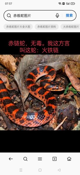 十里无毒蛇_是真的吗-第3张图片-山城妙识