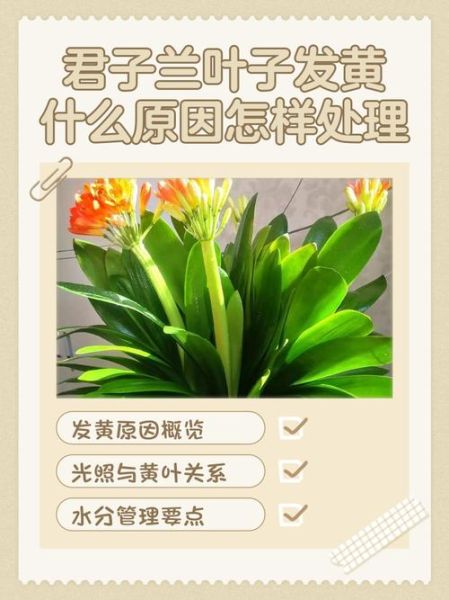 君子兰怎么养才能开花_君子兰叶片发黄怎么办-第3张图片-山城妙识