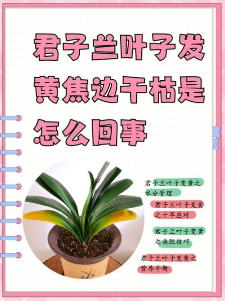 君子兰怎么养才能开花_君子兰叶片发黄怎么办-第2张图片-山城妙识