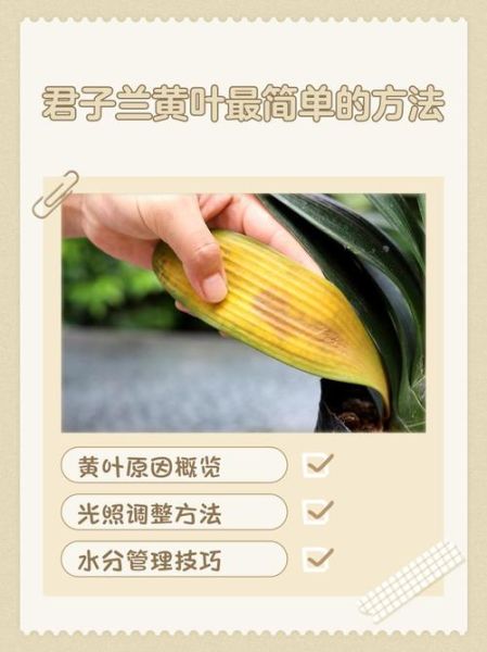 君子兰怎么养才能开花_君子兰叶片发黄怎么办-第1张图片-山城妙识