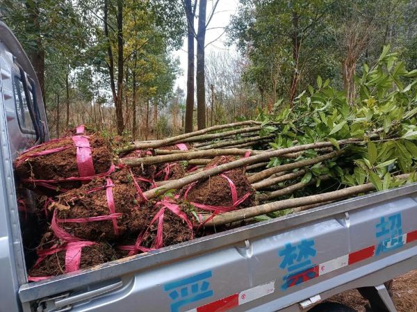 桂花树多少钱一棵_2024年最新价格表-第2张图片-山城妙识 桂花树多少钱一棵_2024年最新价格表-第2张图片-山城妙识