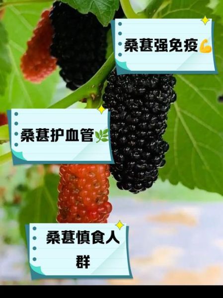 吃桑葚的好处与禁忌_哪些人不能吃-第3张图片-山城妙识 吃桑葚的好处与禁忌_哪些人不能吃-第3张图片-山城妙识