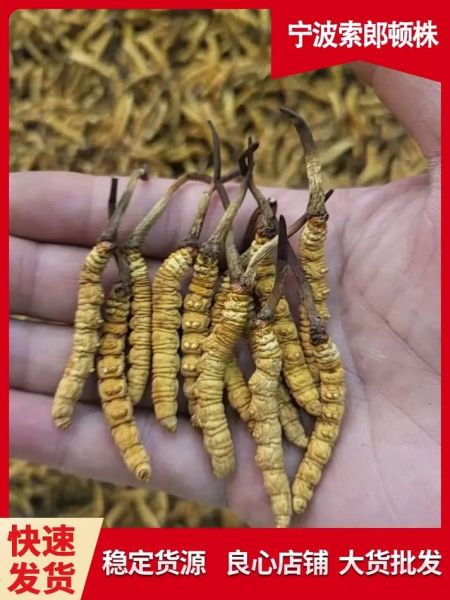 人工虫草多少钱一斤_人工虫草价格影响因素-第2张图片-山城妙识 人工虫草多少钱一斤_人工虫草价格影响因素-第2张图片-山城妙识