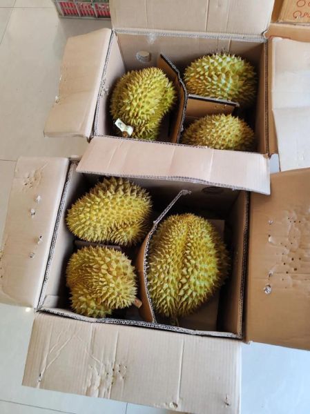 金枕榴莲多少钱一斤_金枕榴莲价格行情-第3张图片-山城妙识