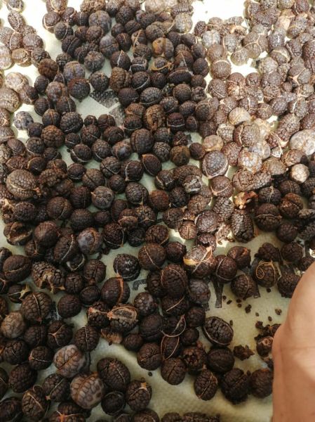 草寇图片_草寇长什么样-第2张图片-山城妙识