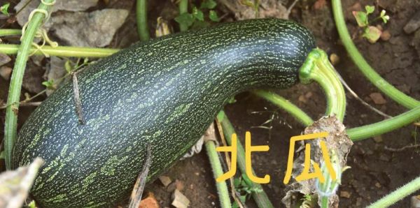 番瓜是什么_番瓜和南瓜的区别-第1张图片-山城妙识 番瓜是什么_番瓜和南瓜的区别-第1张图片-山城妙识