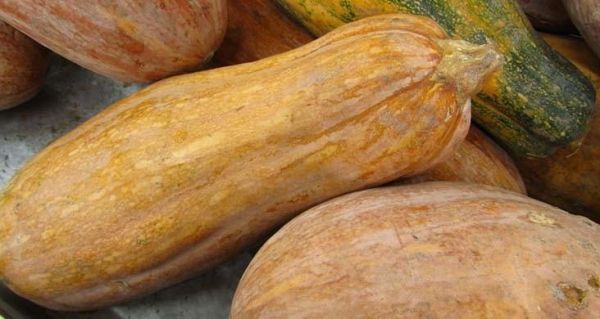 番瓜是什么_番瓜和南瓜的区别-第3张图片-山城妙识 番瓜是什么_番瓜和南瓜的区别-第3张图片-山城妙识