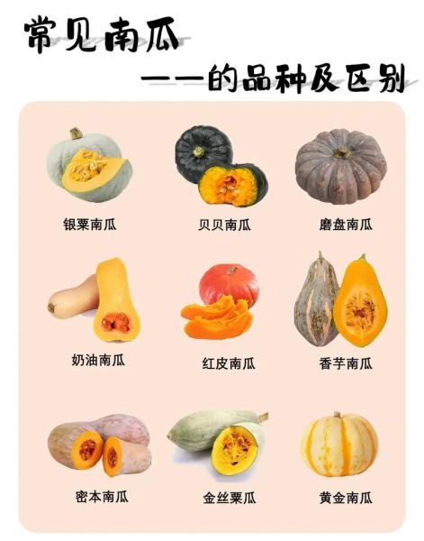番瓜是什么_番瓜和南瓜的区别-第2张图片-山城妙识 番瓜是什么_番瓜和南瓜的区别-第2张图片-山城妙识