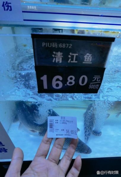 清江鱼价格多少钱一斤_清江鱼为什么贵-第2张图片-山城妙识