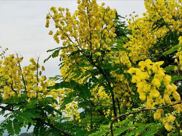 红花槐什么时候开花_红花槐与香花槐区别-第1张图片-山城妙识 红花槐什么时候开花_红花槐与香花槐区别-第1张图片-山城妙识