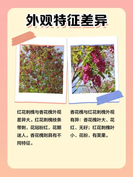 红花槐什么时候开花_红花槐与香花槐区别-第2张图片-山城妙识 红花槐什么时候开花_红花槐与香花槐区别-第2张图片-山城妙识