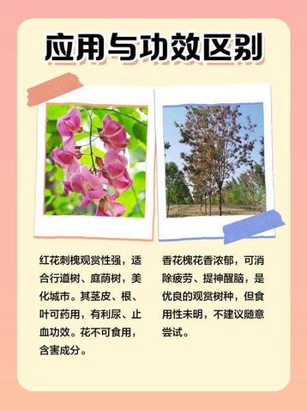红花槐什么时候开花_红花槐与香花槐区别-第3张图片-山城妙识 红花槐什么时候开花_红花槐与香花槐区别-第3张图片-山城妙识