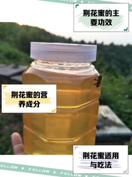 荆花蜜和枣花蜜哪个好_荆花蜜与枣花蜜区别-第1张图片-山城妙识