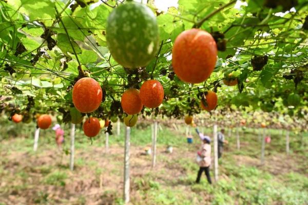 长吊瓜怎么种_长吊瓜什么时候采收-第1张图片-山城妙识