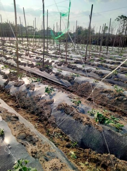 长吊瓜怎么种_长吊瓜什么时候采收-第3张图片-山城妙识