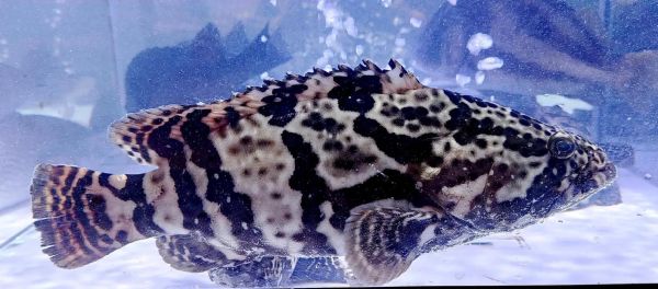 鳜鱼肥的鳜怎么读_鳜字读音详解-第2张图片-山城妙识