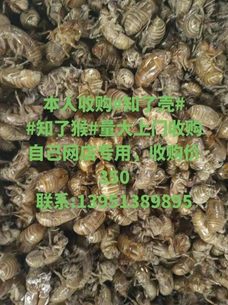 知了壳多少钱一斤2021_知了壳价格行情-第3张图片-山城妙识 知了壳多少钱一斤2021_知了壳价格行情-第3张图片-山城妙识