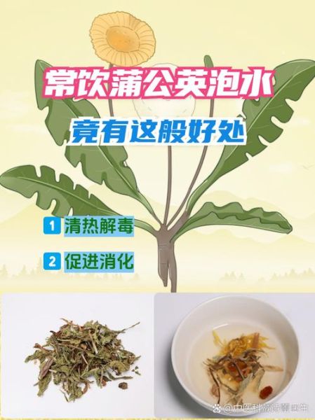 蒲公英泡水喝的功效与禁忌_蒲公英图片怎么辨别真假-第2张图片-山城妙识 蒲公英泡水喝的功效与禁忌_蒲公英图片怎么辨别真假-第2张图片-山城妙识