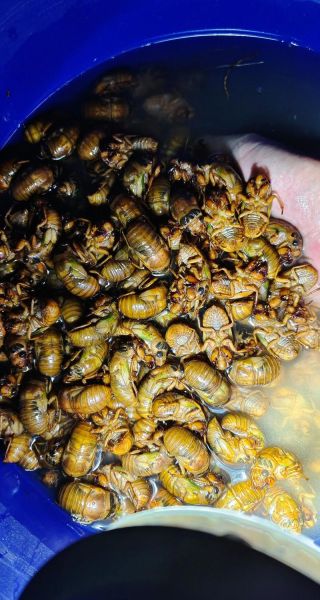 知了壳多少钱一斤2021_知了壳价格行情-第1张图片-山城妙识 知了壳多少钱一斤2021_知了壳价格行情-第1张图片-山城妙识