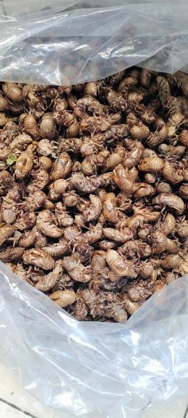 知了壳多少钱一斤2021_知了壳价格行情-第2张图片-山城妙识 知了壳多少钱一斤2021_知了壳价格行情-第2张图片-山城妙识