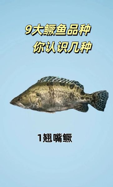 鳜鱼肥的鳜怎么读_鳜字读音详解-第3张图片-山城妙识