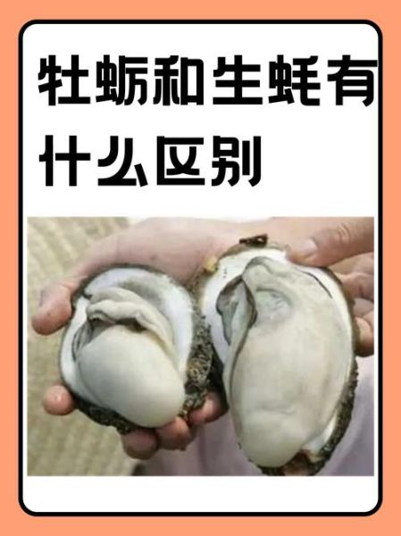 蚵仔是什么_蚵仔和牡蛎的区别-第1张图片-山城妙识 蚵仔是什么_蚵仔和牡蛎的区别-第1张图片-山城妙识