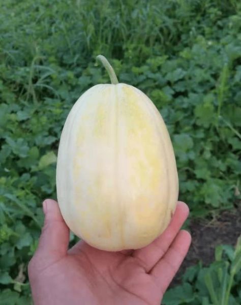 香瓜图片大全大图_香瓜品种高清图鉴-第2张图片-山城妙识