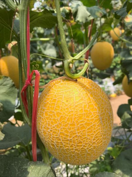 香瓜图片大全大图_香瓜品种高清图鉴-第3张图片-山城妙识